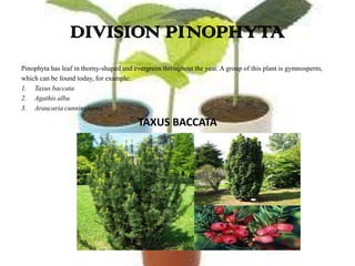 Presentation of Kingdom Plantae | PPTX