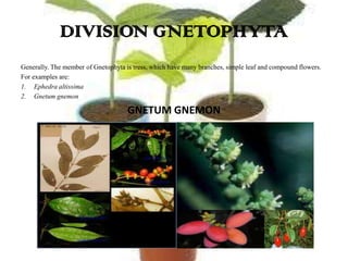 Presentation of Kingdom Plantae | PPTX