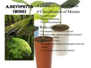 Presentation of Kingdom Plantae | PPTX