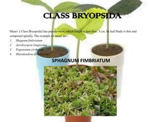 Presentation of Kingdom Plantae | PPTX