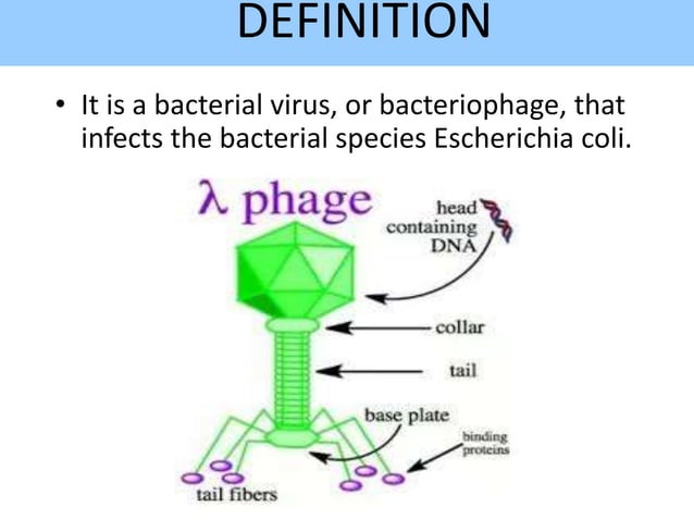 Presentation of Lambda phage vactor.pptx | Genetics | Science