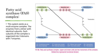 Fatty Acid Synthesis | PPTX