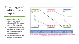 Fatty Acid Synthesis | PPTX