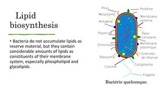 Fatty Acid Synthesis | PPTX
