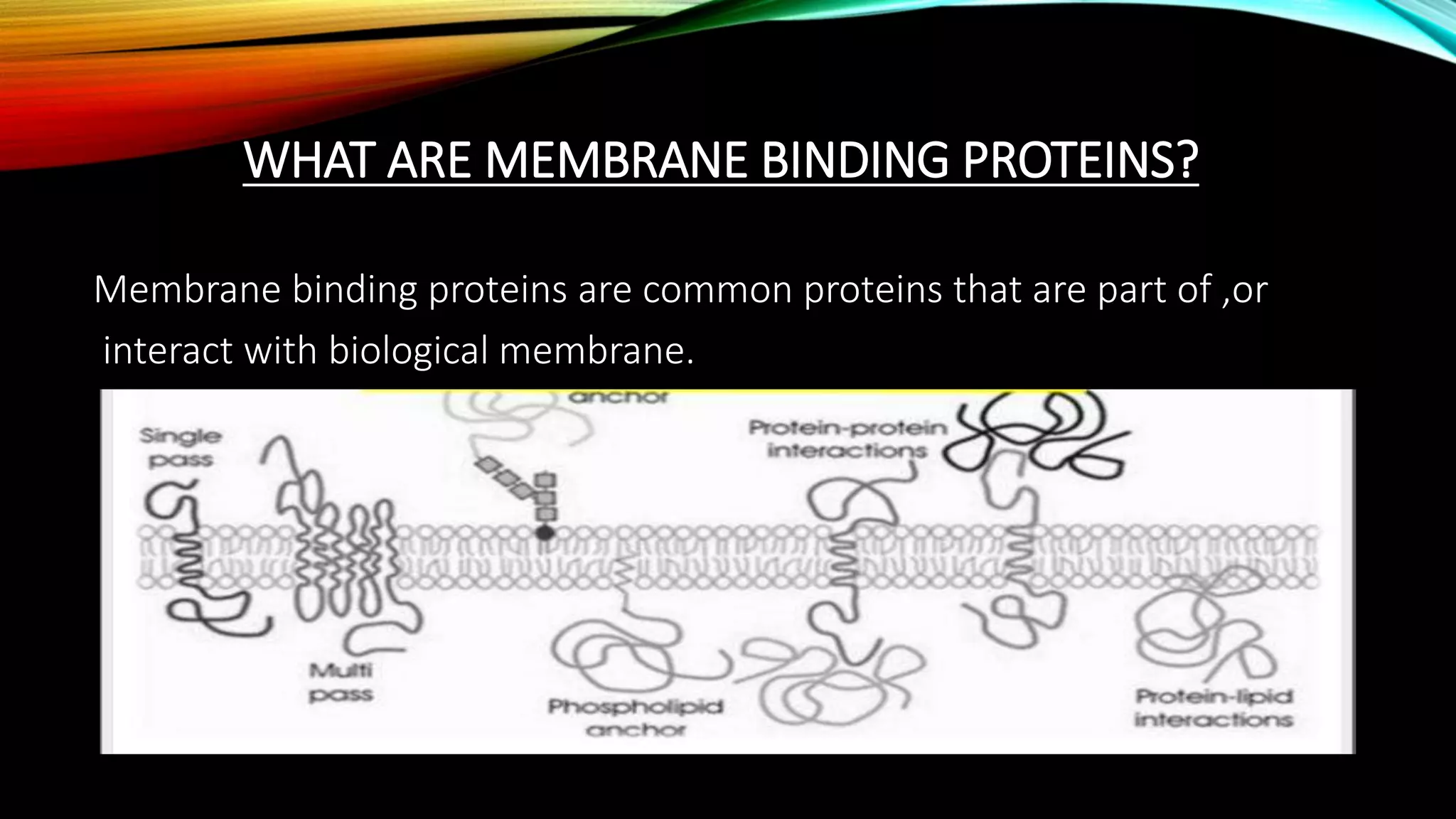 Membrane binding proteins | PPTX