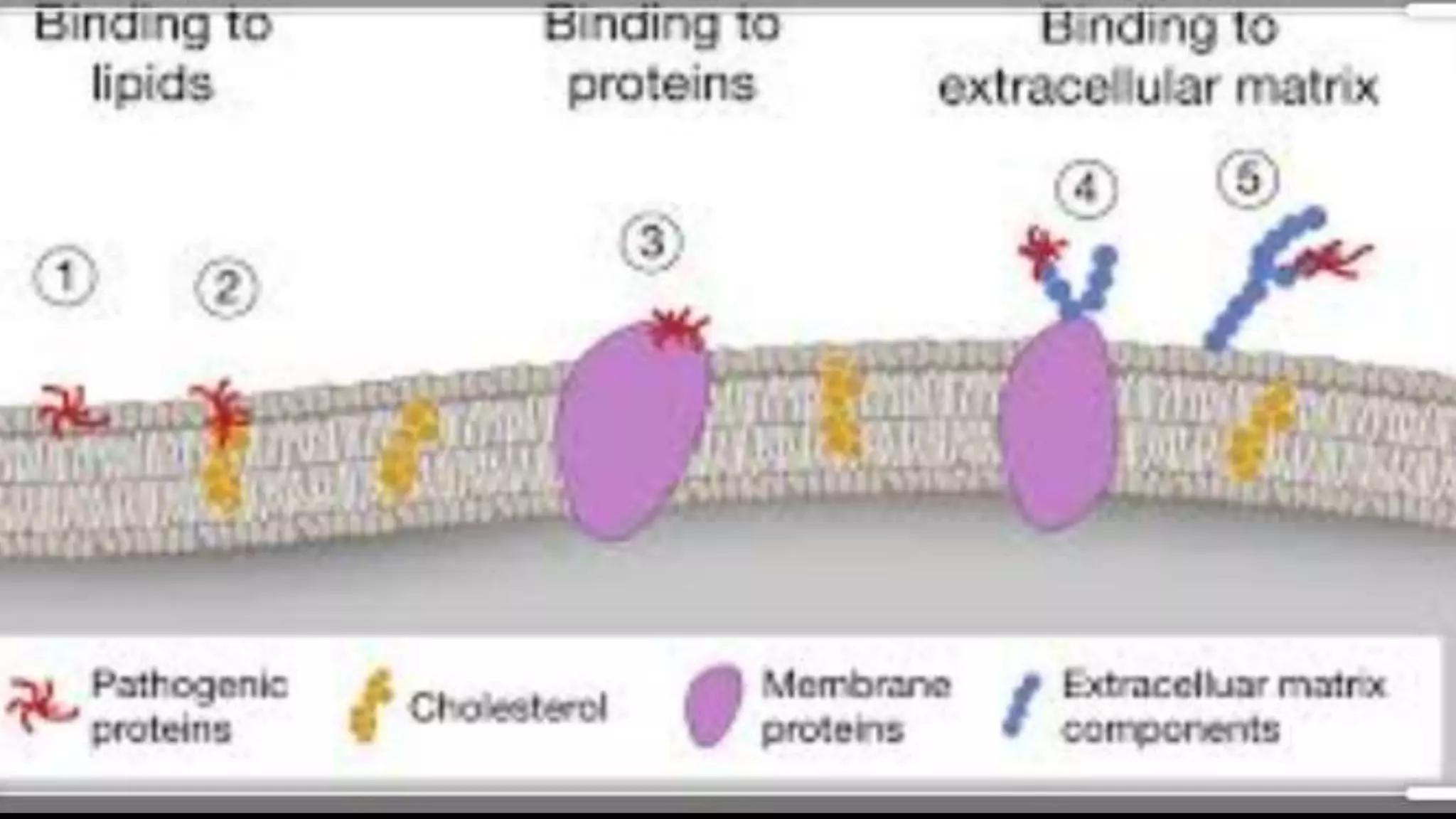 Membrane binding proteins | PPTX
