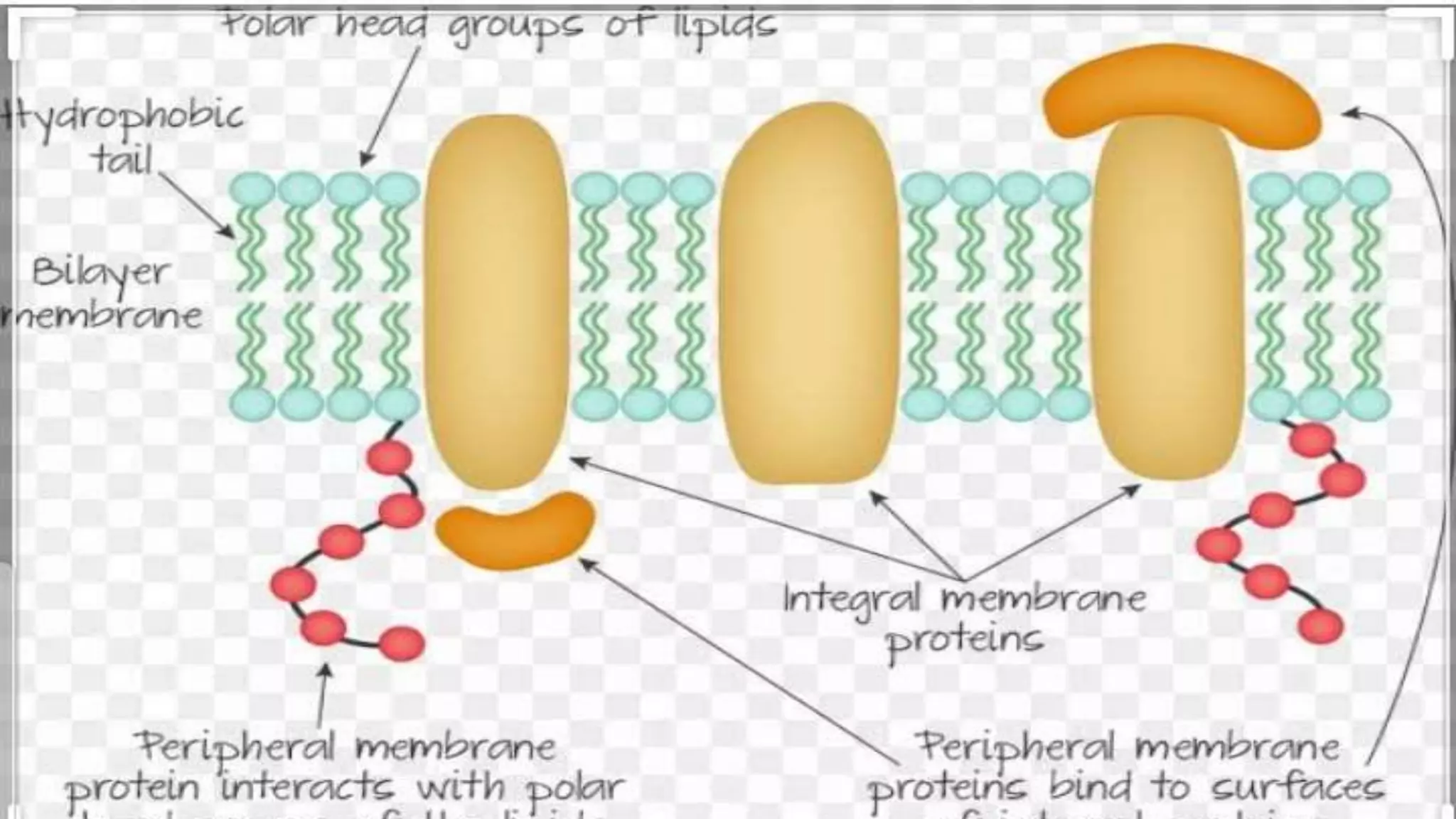 Membrane binding proteins | PPTX