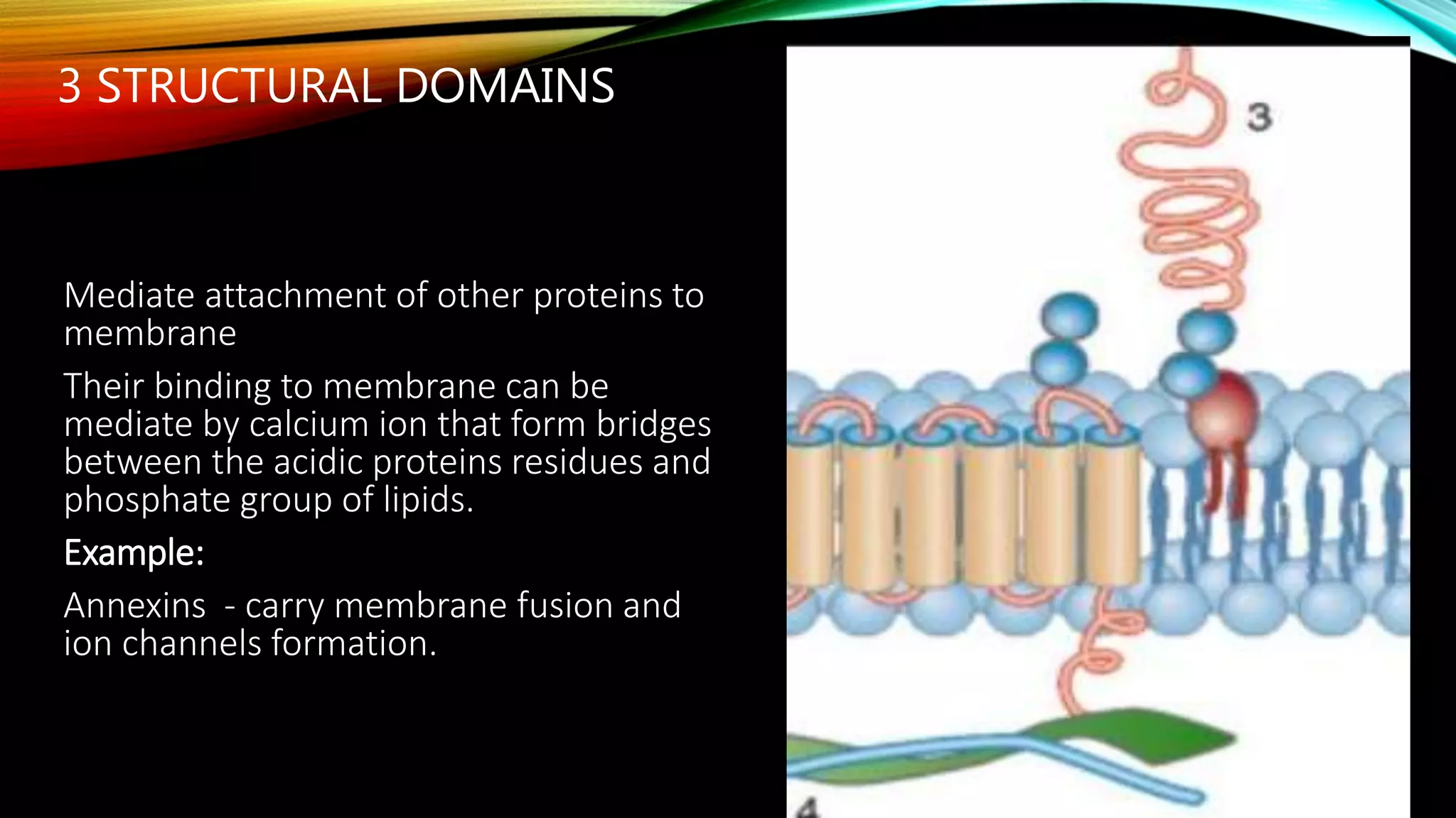 Membrane binding proteins | PPTX