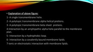Membrane binding proteins | PPTX