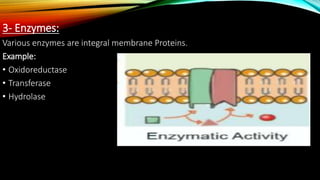 Membrane binding proteins | PPTX