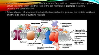 Membrane binding proteins | PPTX