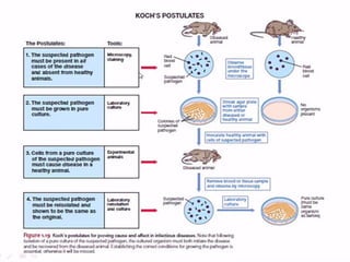 Germ theory of diseases and miasmatic theory. | PPT