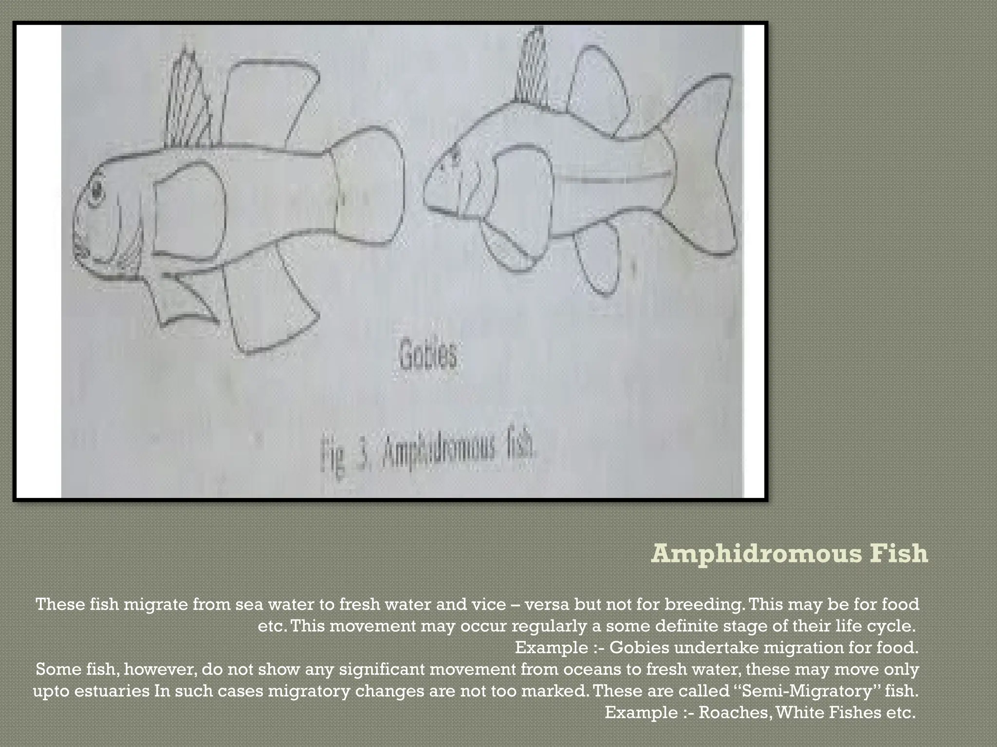 Presentation of migration of fish.pptx