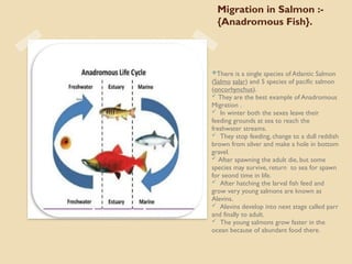 Presentation of migration of fish.pptx
