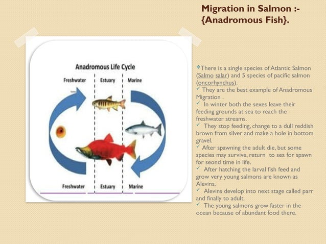 Presentation of migration of fish.pptx