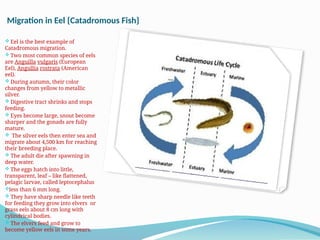 Presentation of migration of fish.pptx