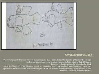 Presentation of migration of fish.pptx