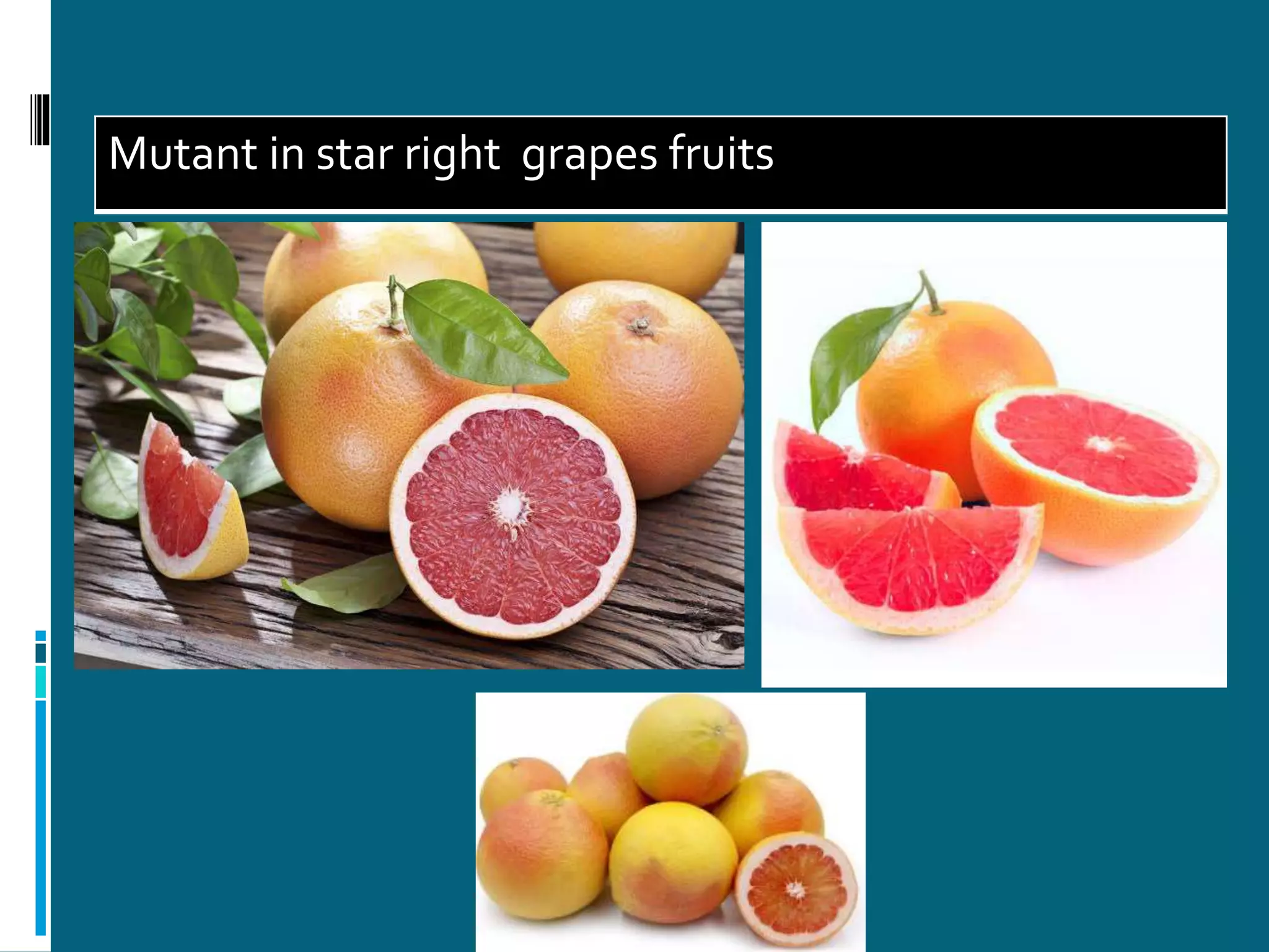 Mutagenic efttect observed during M1 , M2 generation in crop plant ...
