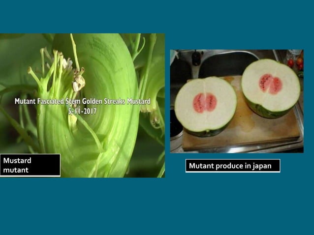 Mutagenic efttect observed during M1 , M2 generation in crop plant ...