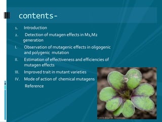 Mutagenic efttect observed during M1 , M2 generation in crop plant ...