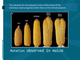 Mutagenic efttect observed during M1 , M2 generation in crop plant ...