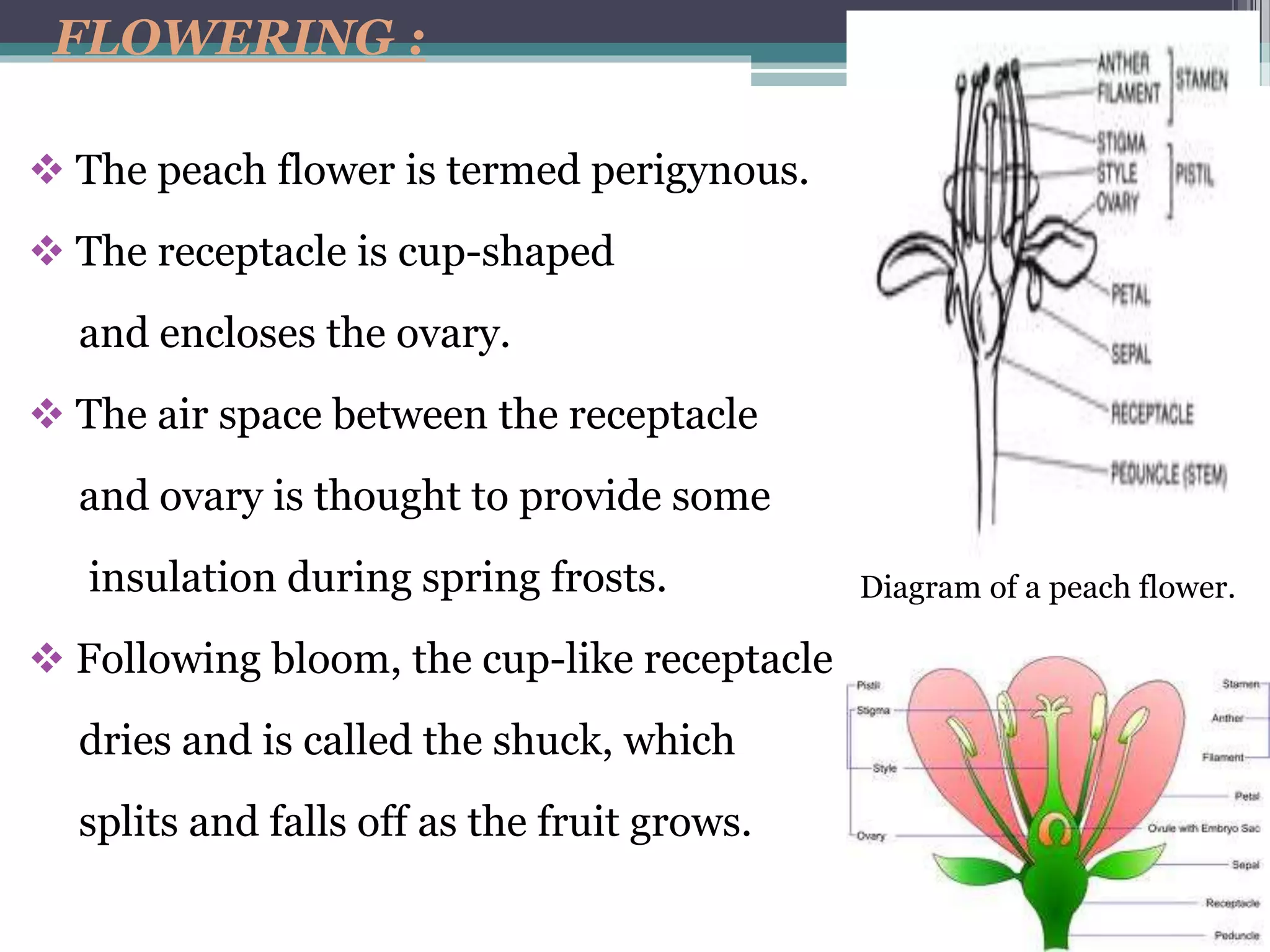 cultivation of peach and plum | PPTX