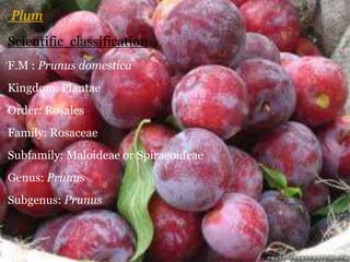 cultivation of peach and plum | PPTX