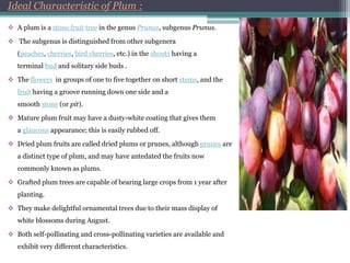 cultivation of peach and plum | PPTX