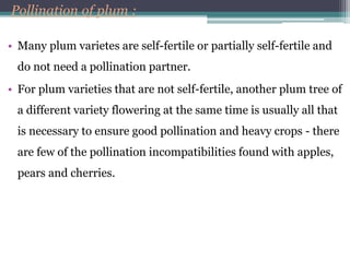 cultivation of peach and plum | PPTX