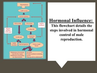 Presentation OF PHYSIOLOGY...pptx
