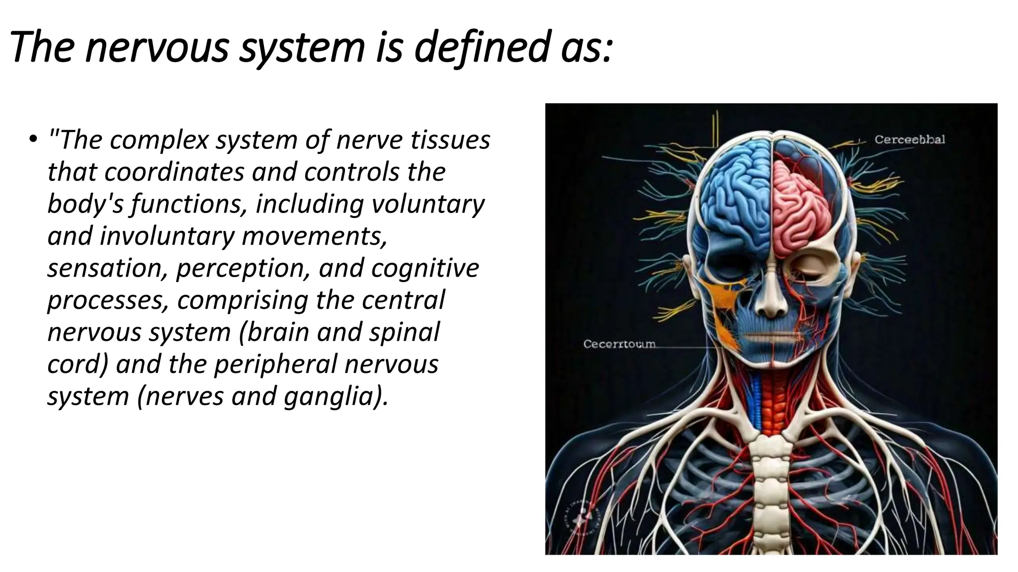 Neuron A neuron, also known as a nerve cell, is the basic functional unit of the nervous system ...