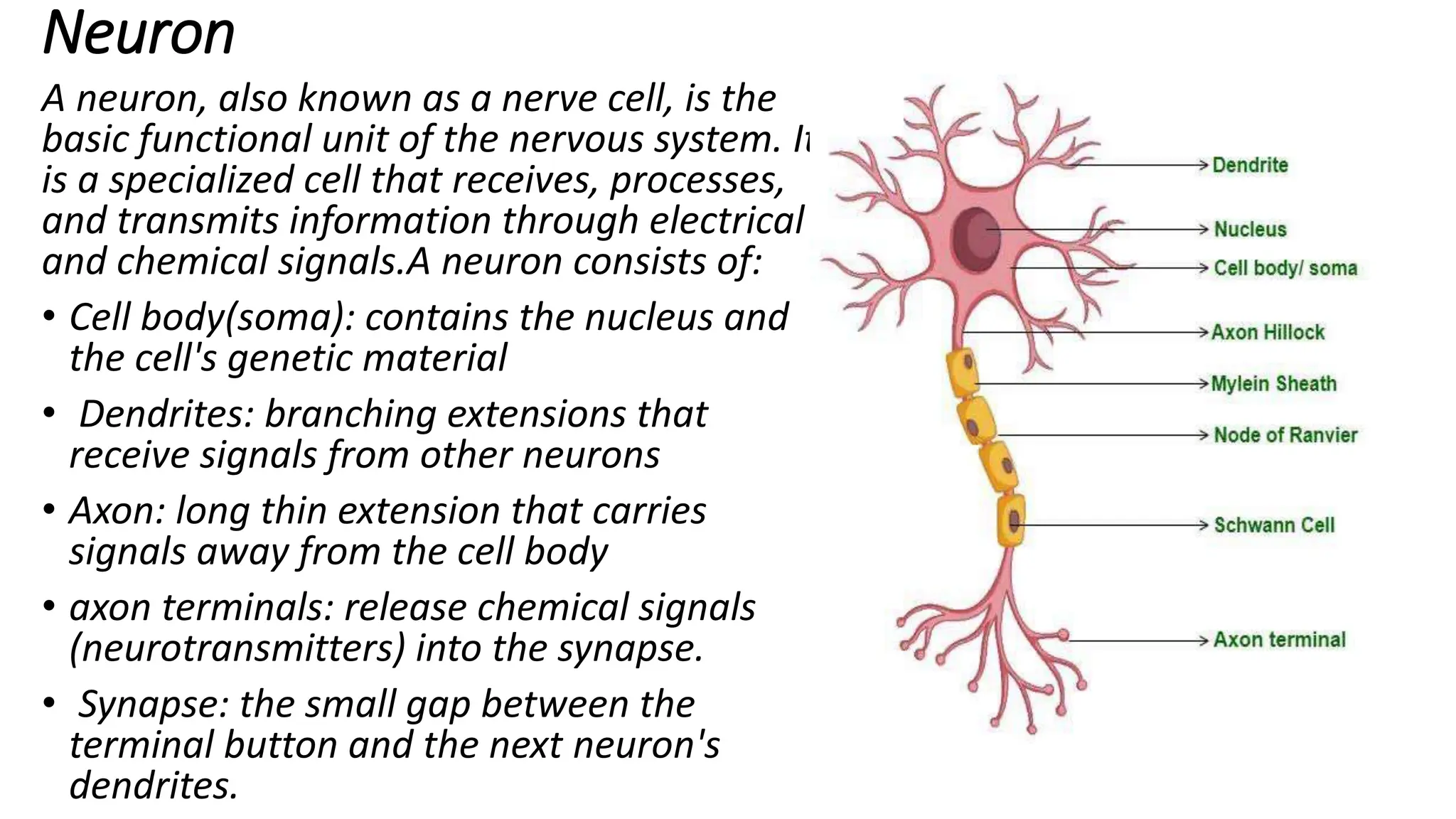 Neuron A neuron, also known as a nerve cell, is the basic functional unit of the nervous system ...