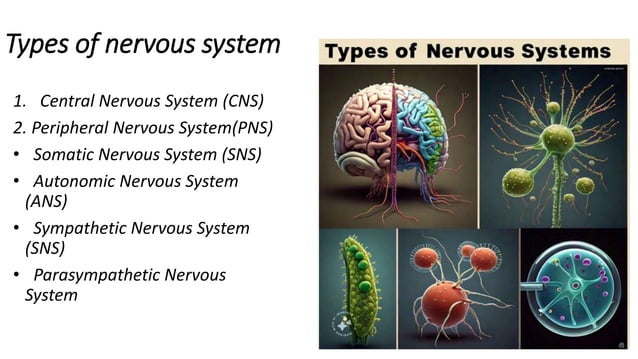 Neuron A neuron, also known as a nerve cell, is the basic functional ...