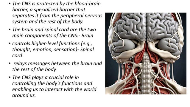 Neuron A neuron, also known as a nerve cell, is the basic functional ...