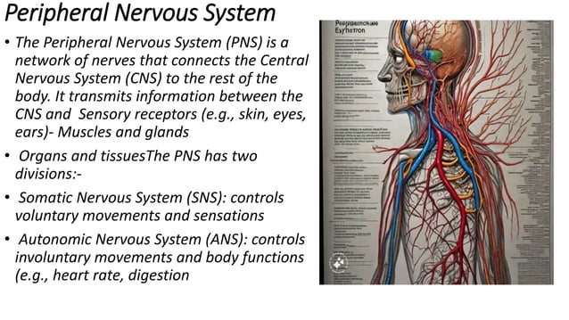 Neuron A neuron, also known as a nerve cell, is the basic functional ...