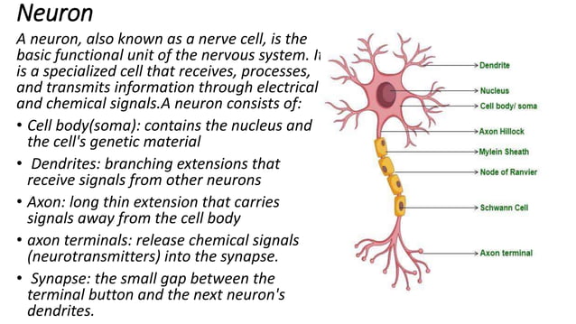 Neuron A neuron, also known as a nerve cell, is the basic functional ...