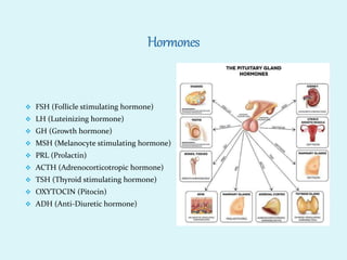 Presentation of pituitary | PPTX