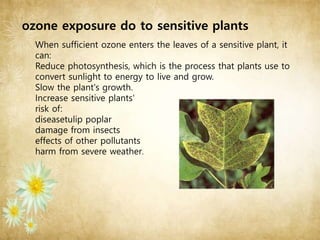 Oxygen Deficiency In Plants | PPTX