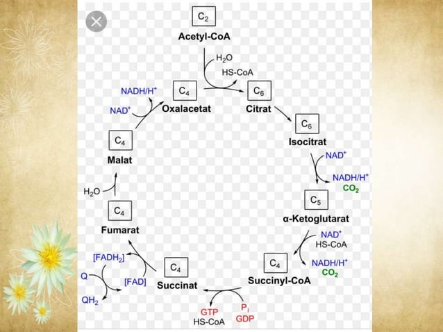 Oxygen Deficiency In Plants | PPT