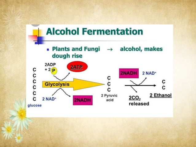 Oxygen Deficiency In Plants | PPT
