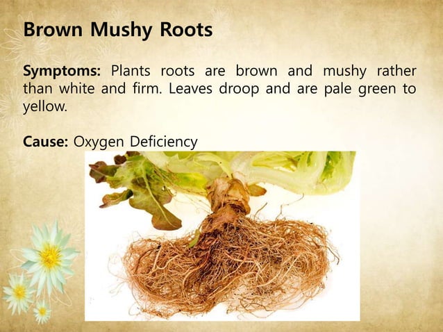 Oxygen Deficiency In Plants | PPT