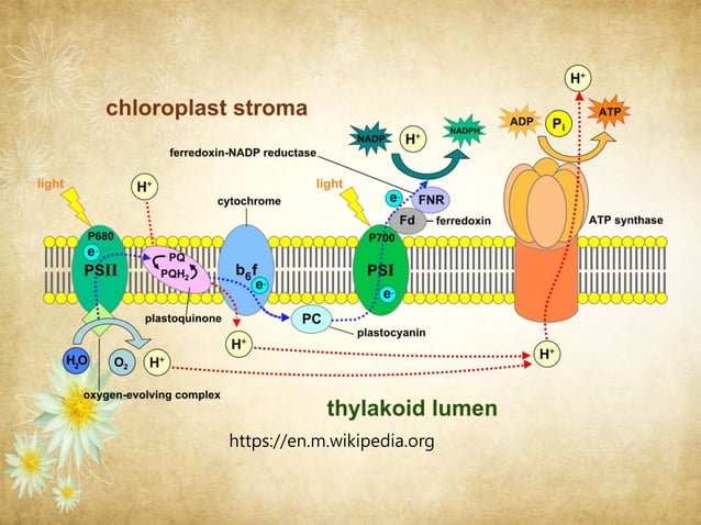 Oxygen Deficiency In Plants | PPT