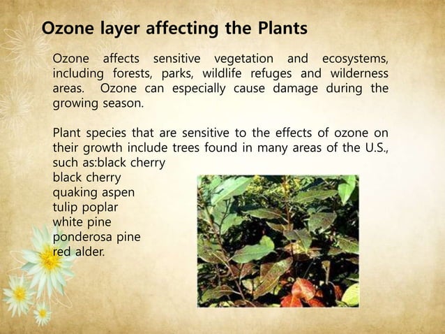 Oxygen Deficiency In Plants | PPT