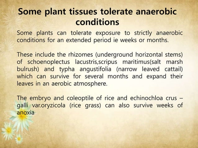 Oxygen Deficiency In Plants | PPT