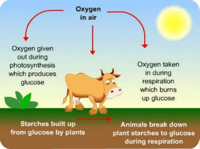Oxygen Deficiency In Plants | PPT