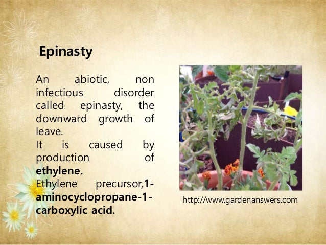 Oxygen Deficiency In Plants