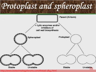 Presentation of plant protoplasts | PPTX