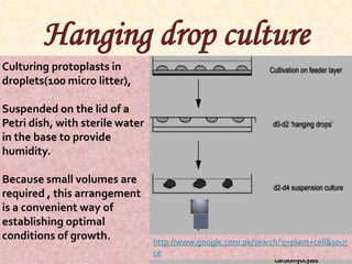 Presentation of plant protoplasts | PPTX