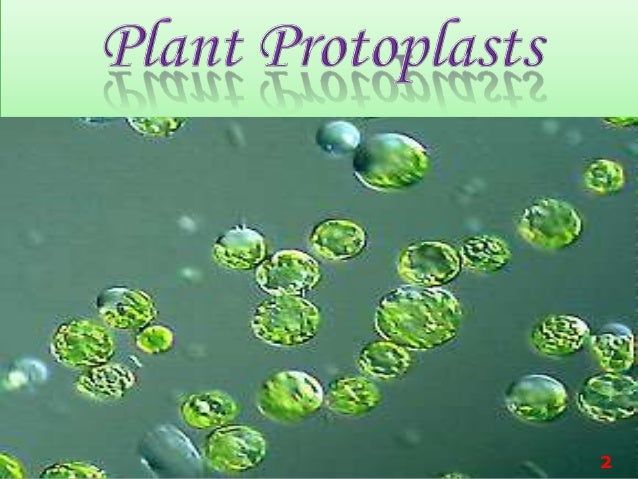Presentation of plant protoplasts