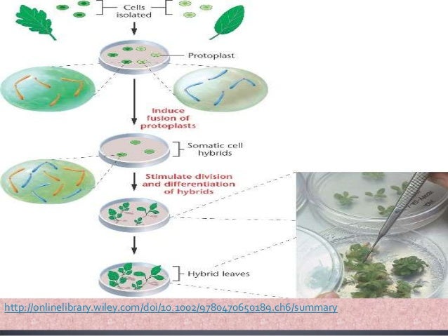 Presentation of plant protoplasts